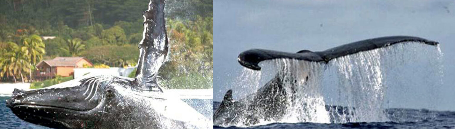 BUCKET LIST DESTINATIONS: The Cook Islands - Turning left for less